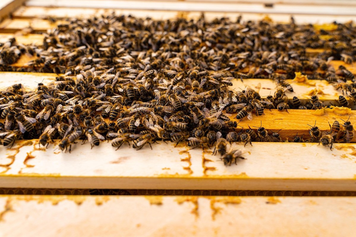Mastering Beekeeping with Brood Boxes: A Comprehensive Guide ...
