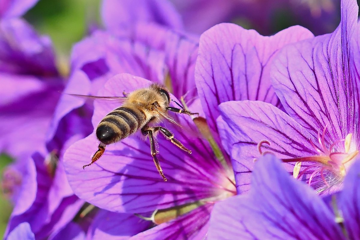Unveiling the Secrets of Pollen and Nectar: Key Differences Revealed ...