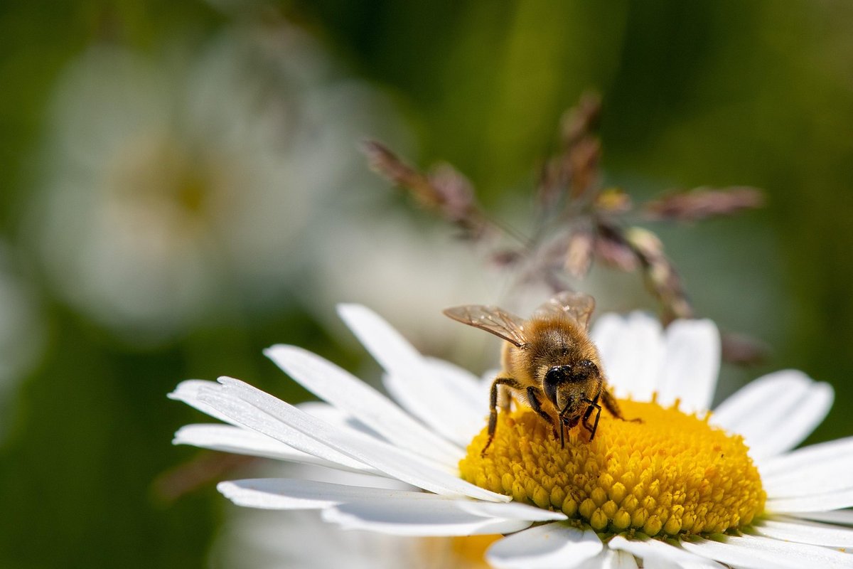 Explore the Diverse World of Bees: Types and Species - Beekeeper Corner
