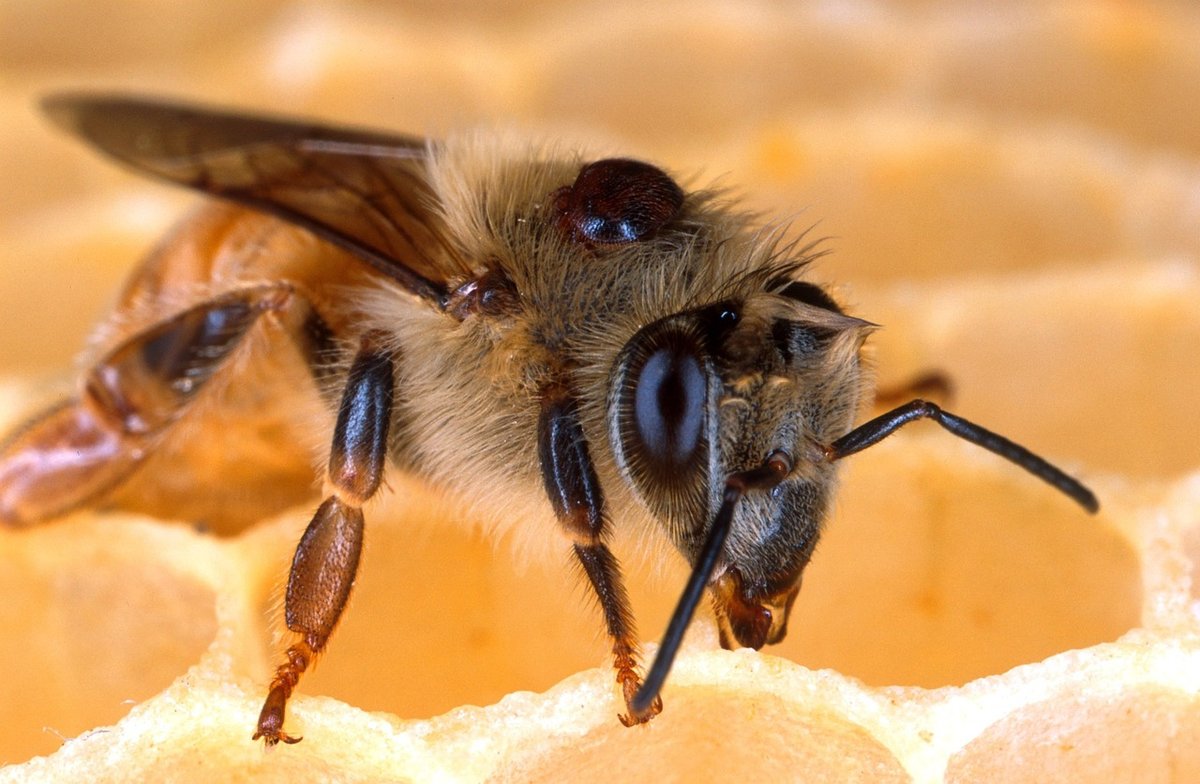 Mites in Bee Hives: Understanding Prevention and Control Strategies ...