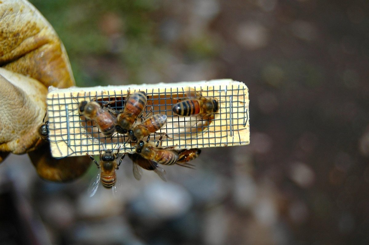 Mastering Queen Rearing in Beekeeping: A Comprehensive Guide ...