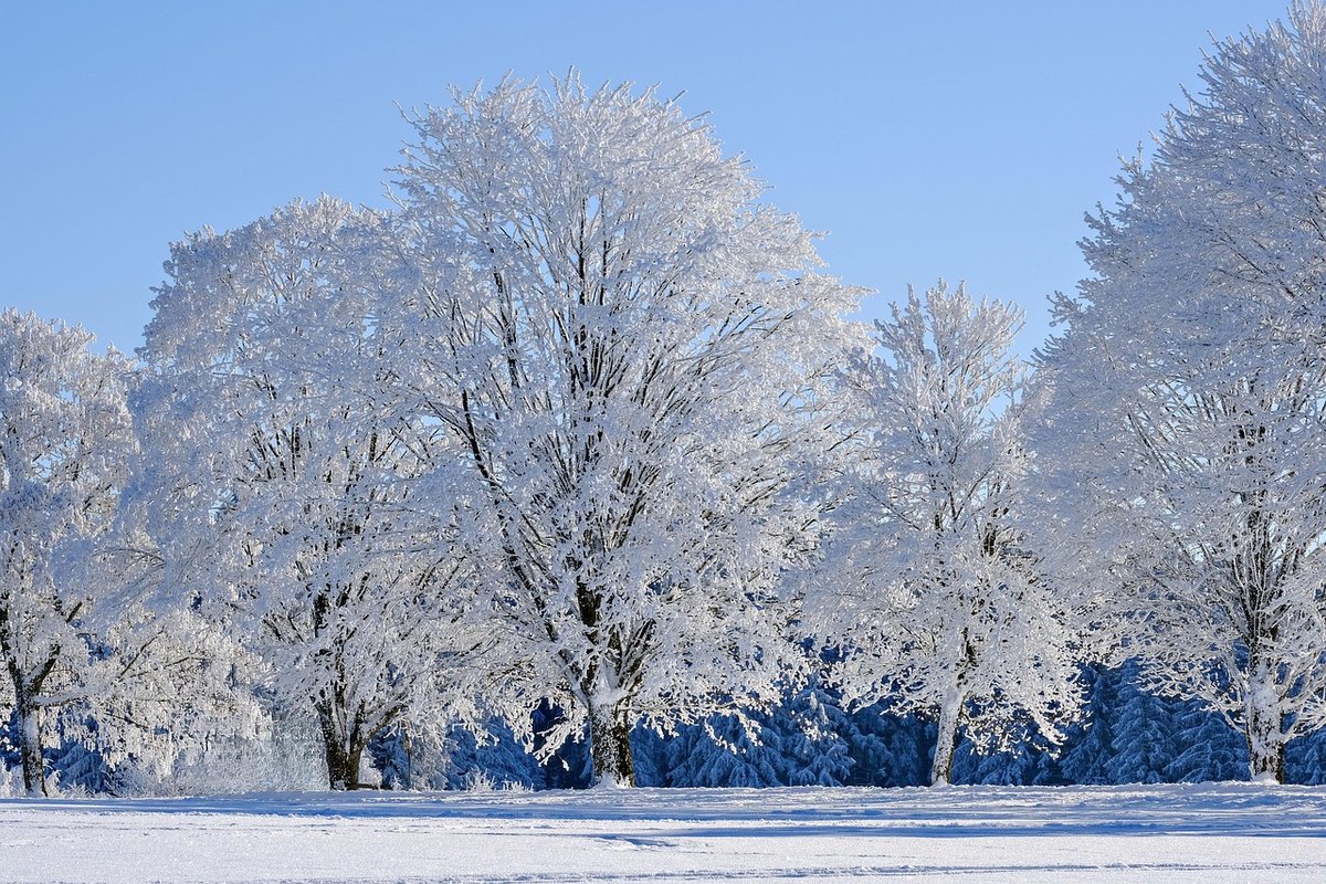 Moving Beehives Safely in Winter Conditions - Beekeeper Corner