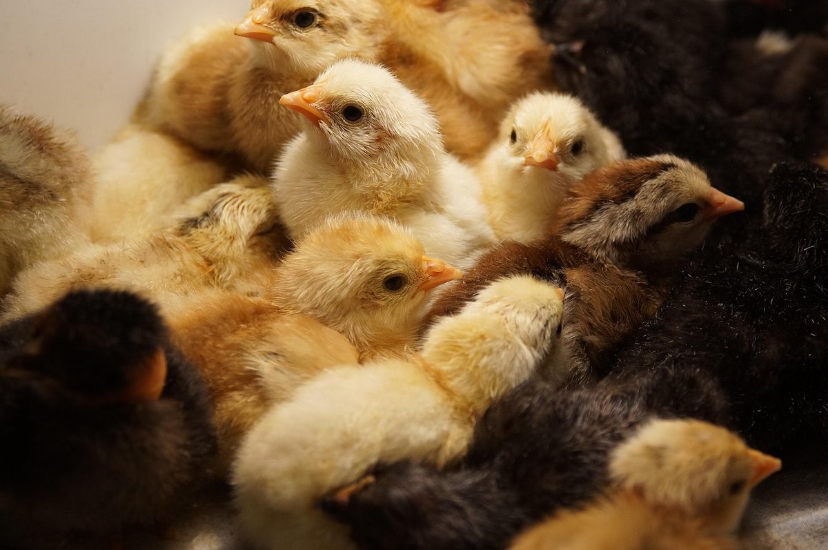 Understanding Spotty Brood Patterns in Poultry Flocks - Beekeeper Corner