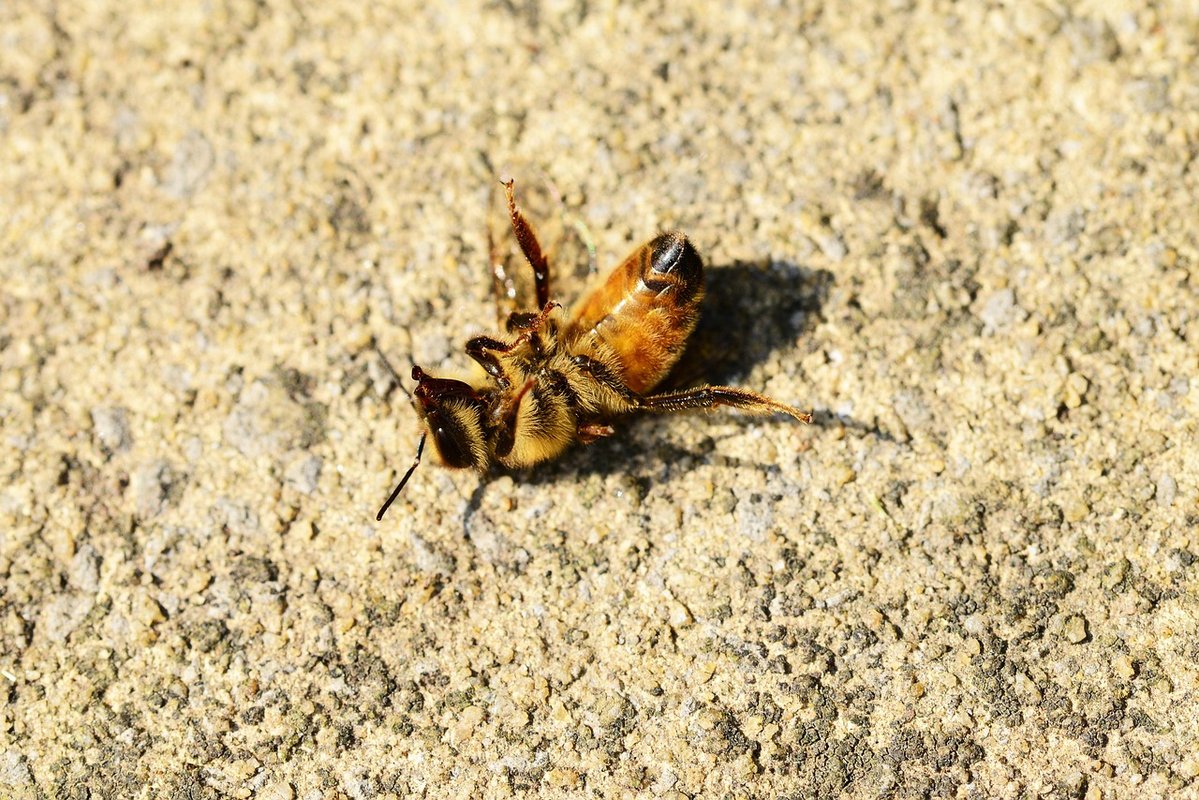 The Bee Apocalypse: Why Bees Are Dying Off - Beekeeper Corner
