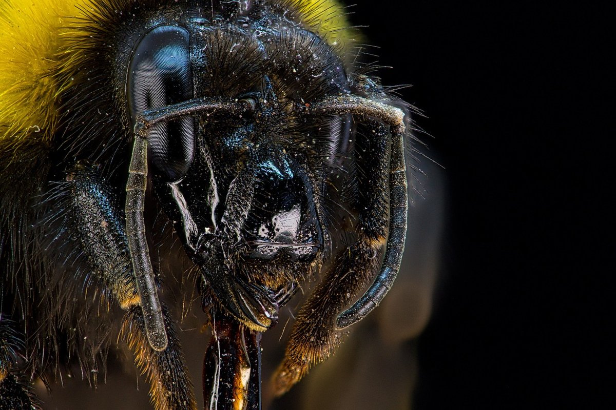Yellow-Faced Bumblebee Guide: Behavior, Habitat & Conservation ...