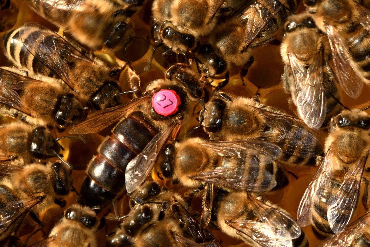 Boost Your Hive with the Carniolan Honey Bee Queens Secrets - Beekeeper ...