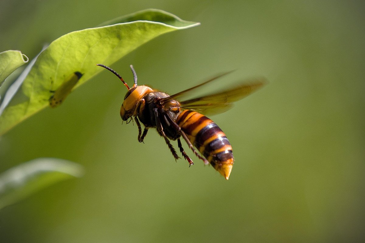 Identify Yellow and Black Flying Insects Beyond Bees - Beekeeper Corner