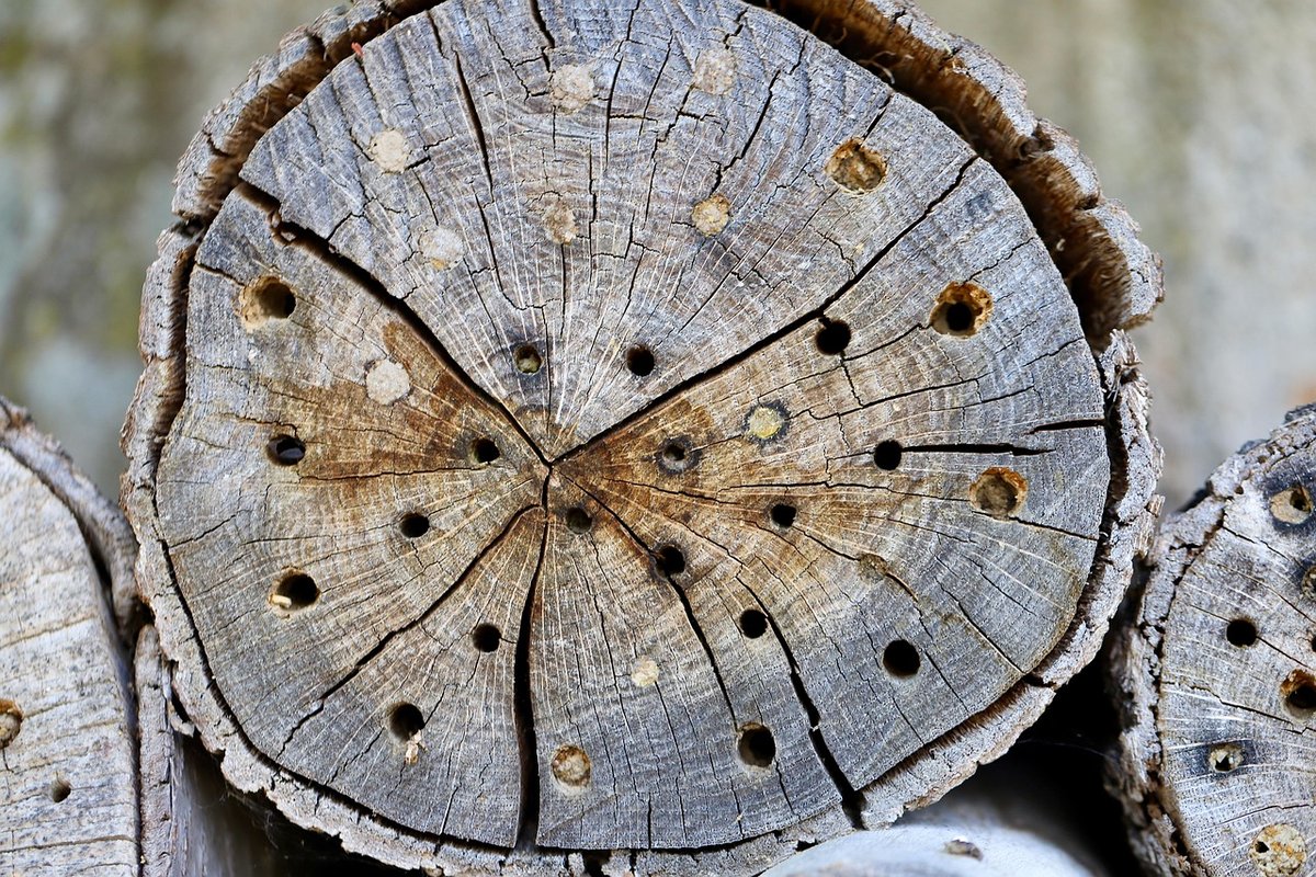 Ground-Nesting Bees: Habitat, Behavior & Importance Revealed ...