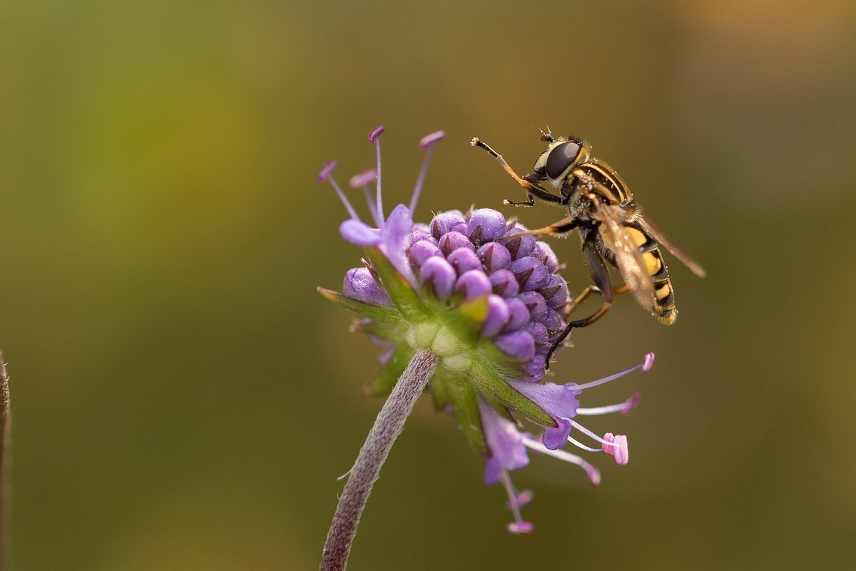 What Are Hover Flies? Identifying These Misunderstood Insects ...