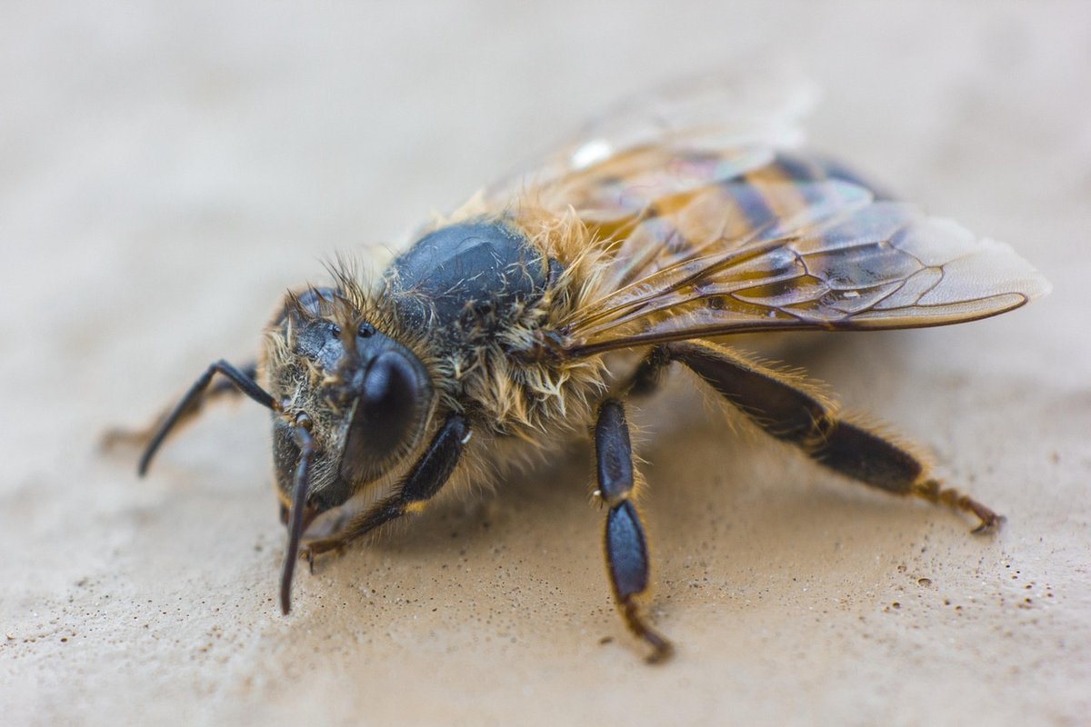 Uncovering Bee Anatomy: Do Bees Have Fur? - Beekeeper Corner