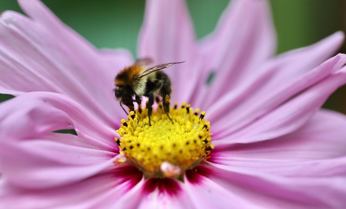 Discovering Pollen Baskets: How Bees Collect and Transport - Beekeeper ...