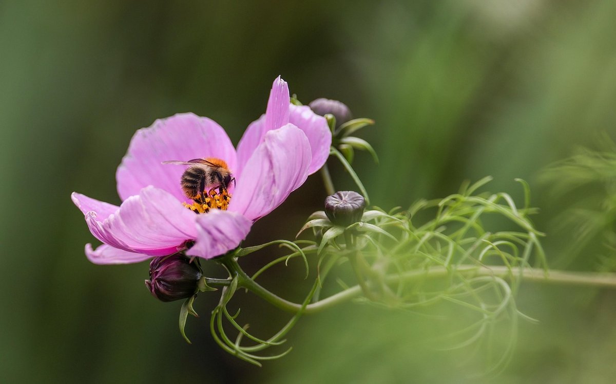 How Pollinators Help Plants Thrive in Harmony - Beekeeper Corner