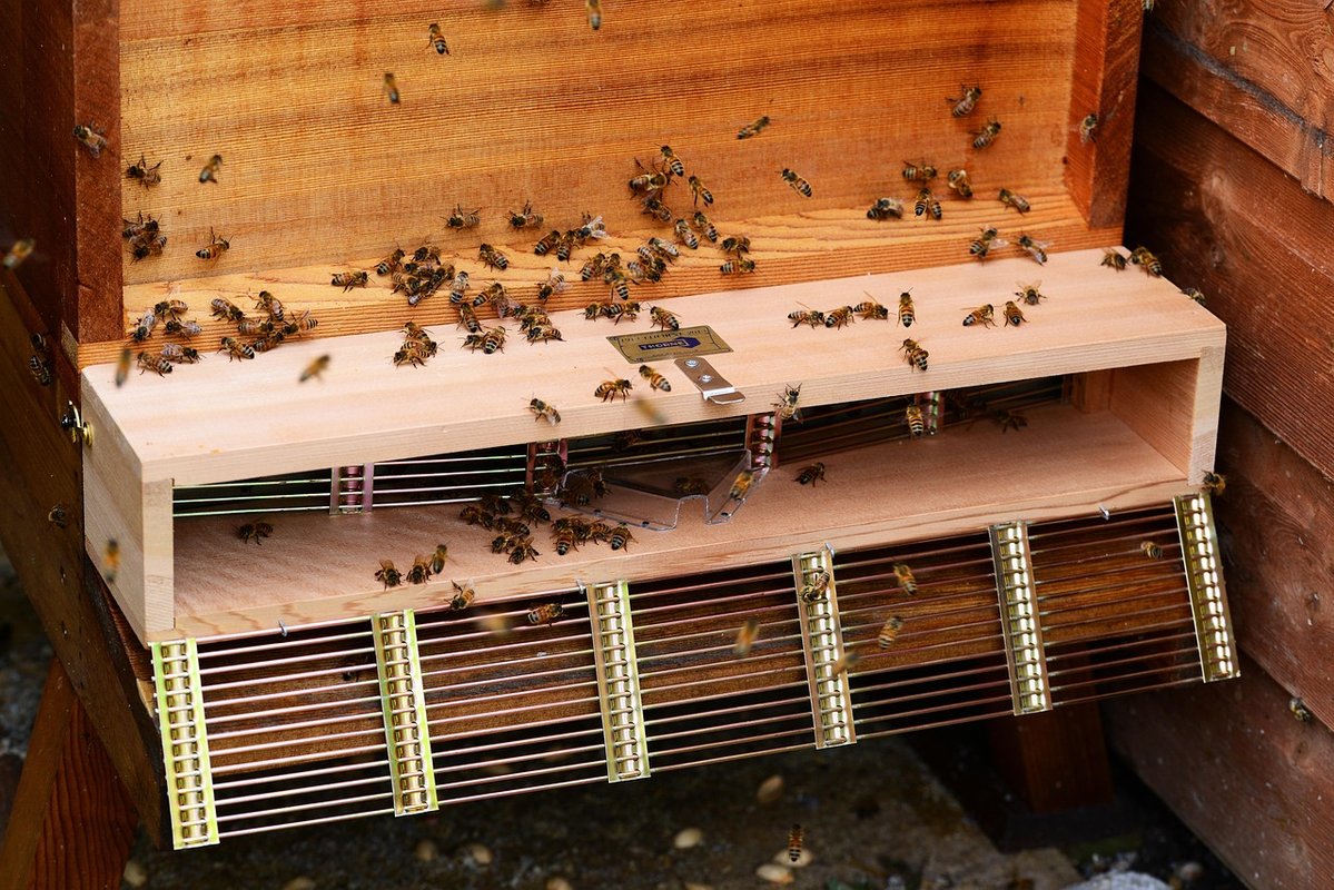 Capturing and Relocating Queen Bees with Success - Beekeeper Corner