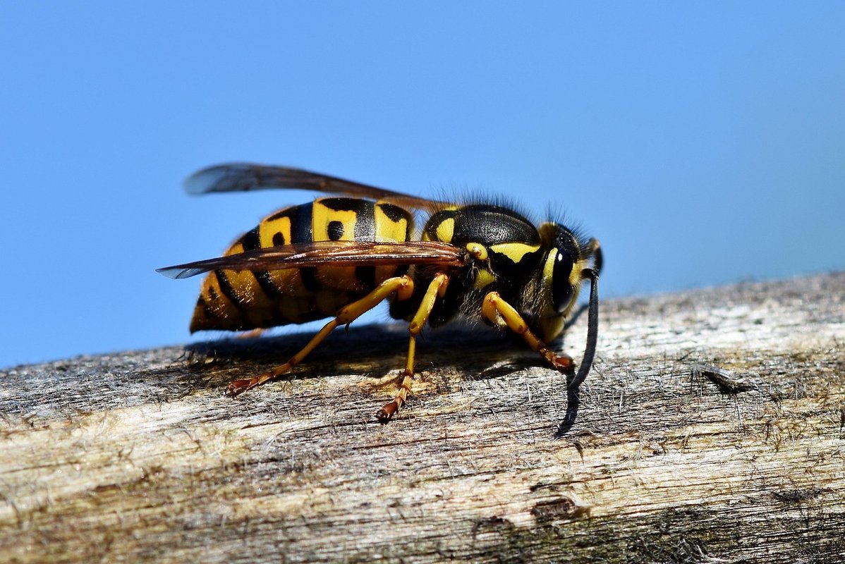 Identifying Wasps, Hornets, Yellow Jackets, and Bees: Key Differences ...