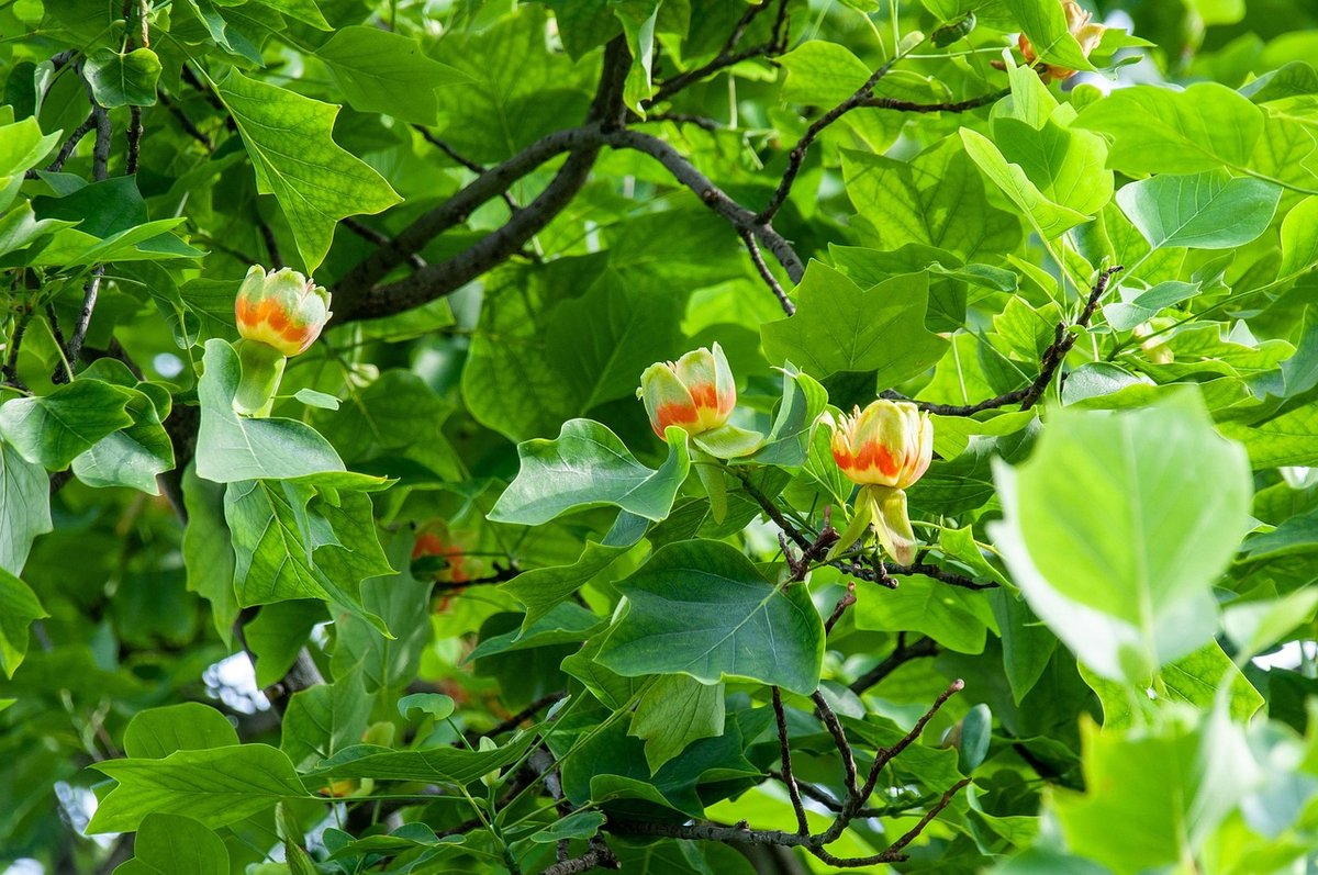 Unlocking Tulip Poplar Honeys Secrets and Benefits - Beekeeper Corner