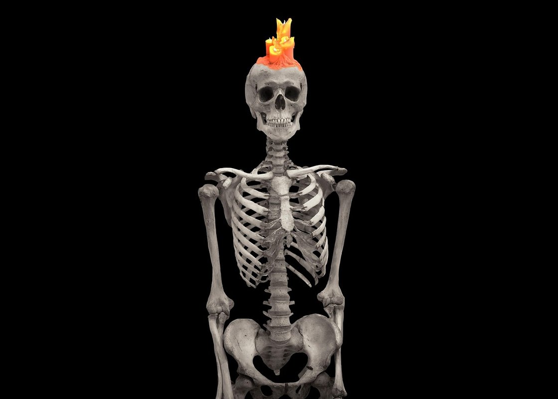 Discovering the Undertaker Bee: Habitat, Behavior, and Importance ...