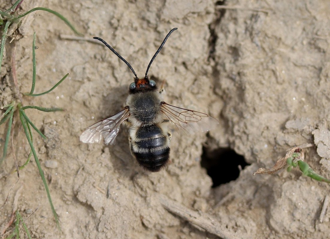 Bees that Dig In: Ground-Burrowing Species Revealed - Beekeeper Corner