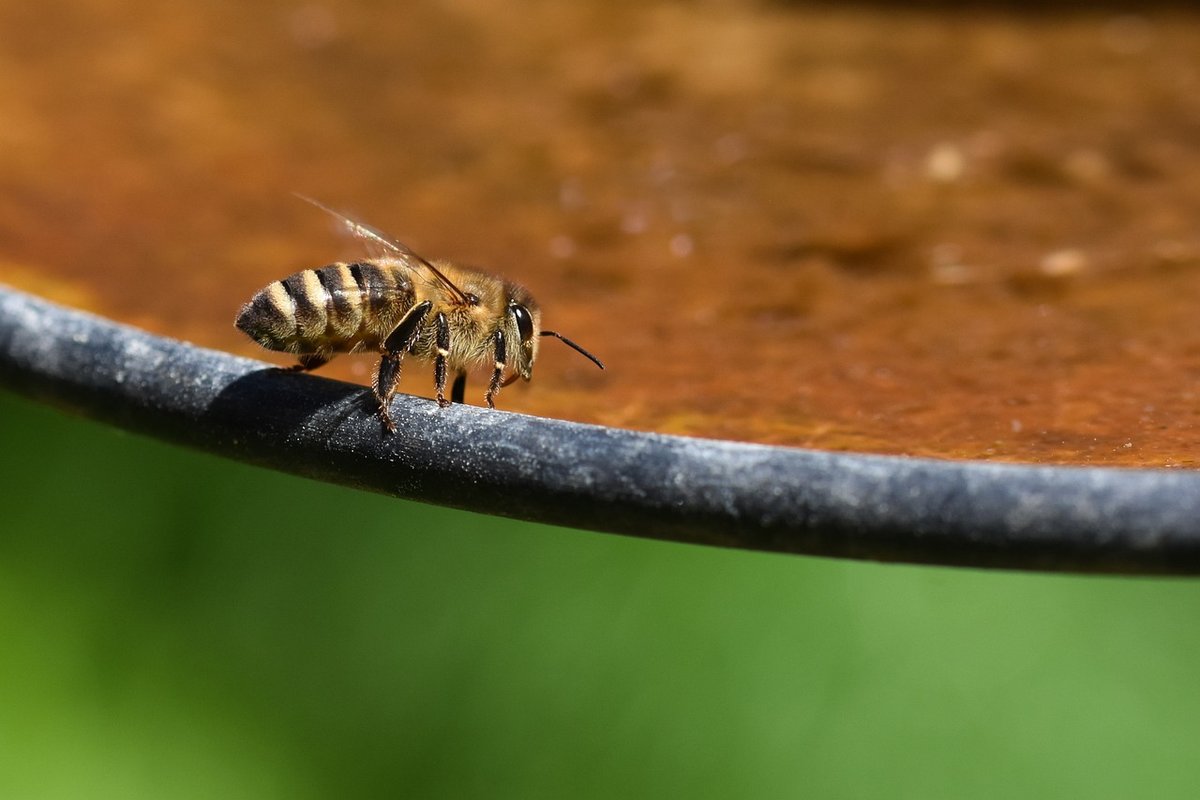 Bumble Bees Digging Holes: Uncovering Their Underground Secrets ...