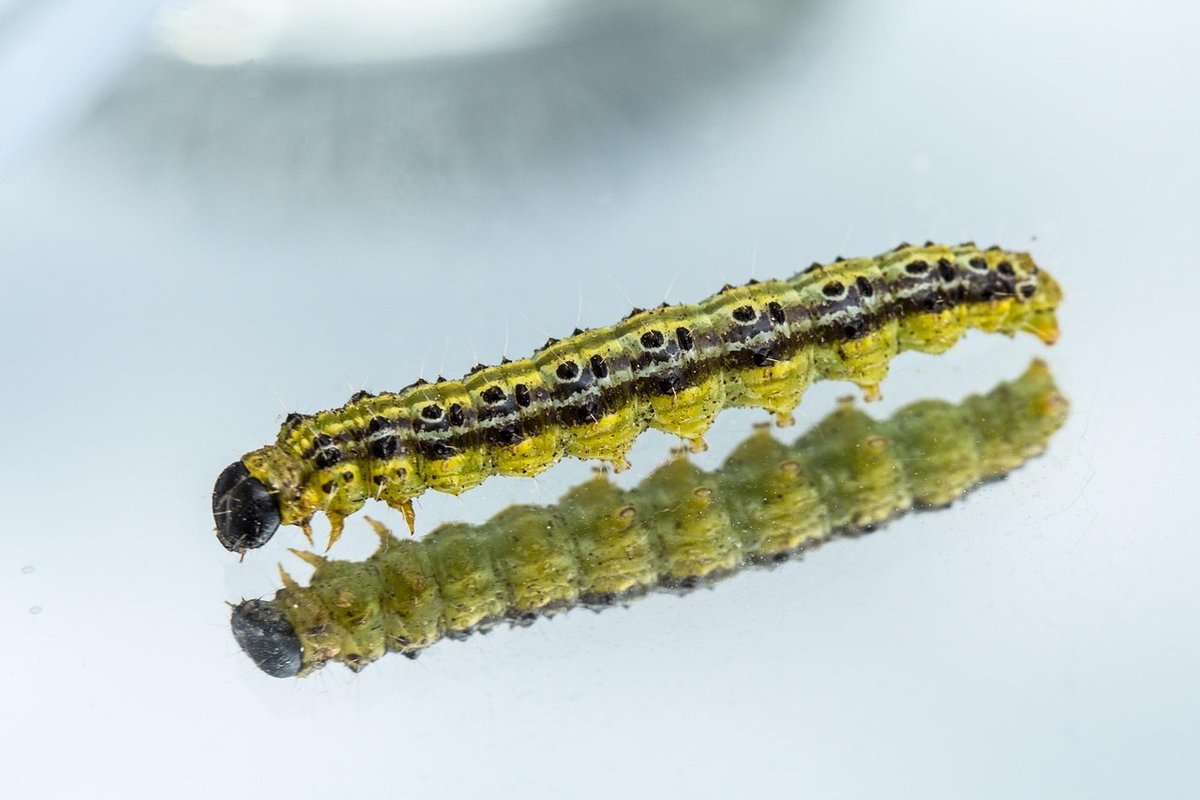 Prevent Boxwood Moth Infestations in Your Apiary - Beekeeper Corner