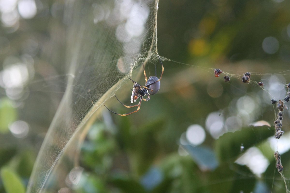 Spiders That Devour Bees: Unveiling the Web of Death - Beekeeper Corner