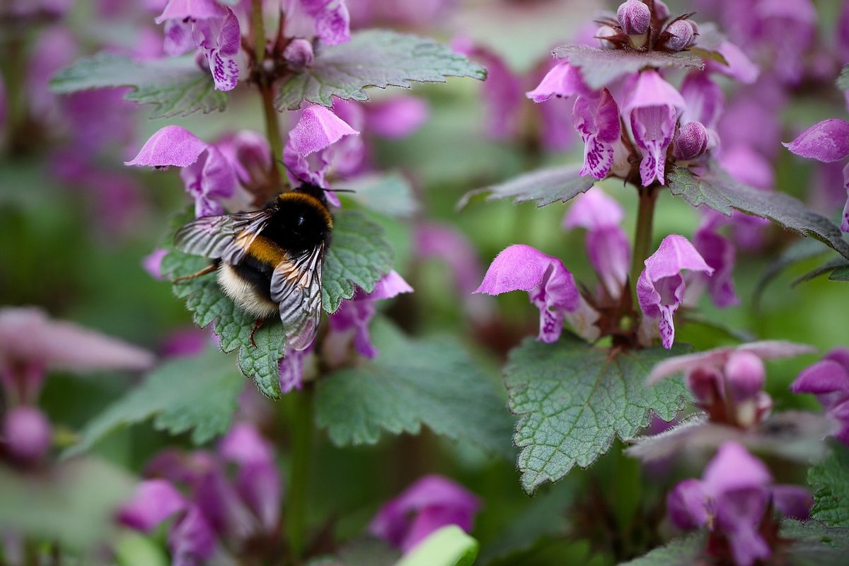 Bumblebee vs Bee: Key Differences Revealed - Beekeeper Corner