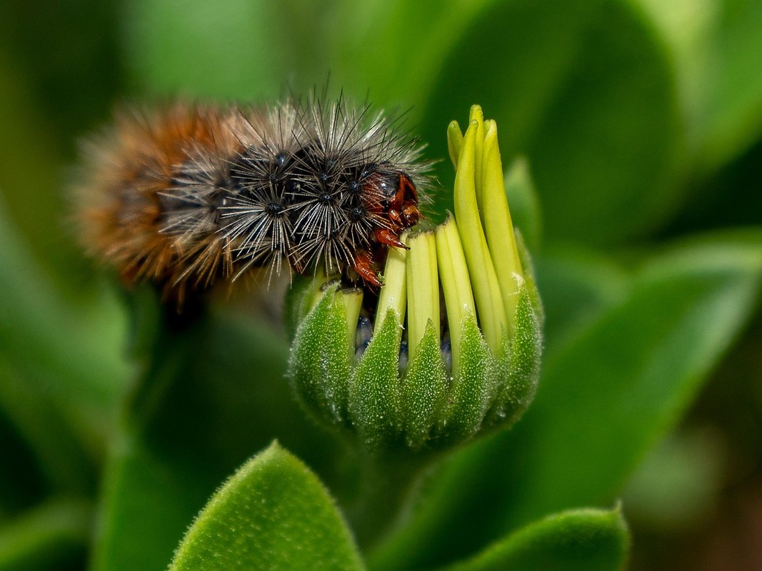 Cedar Apple Rust Threatens Bees: What Beekeepers Need to Know ...
