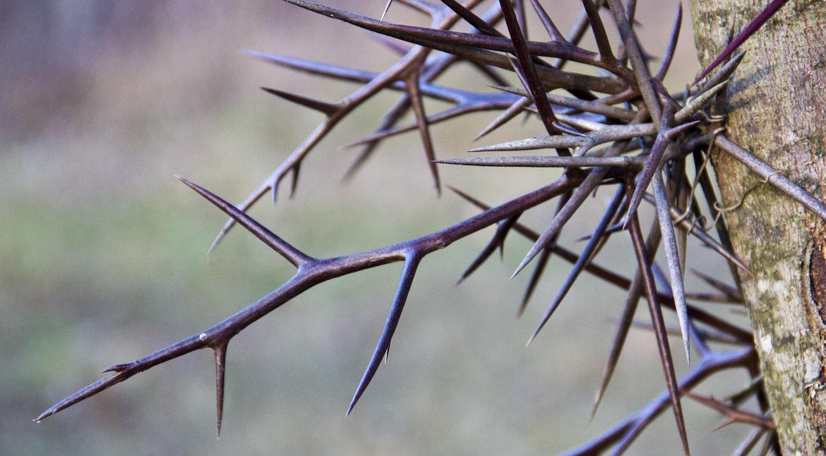 Honey Locust: A Sustainable Bee Forage Source Revealed - Beekeeper Corner