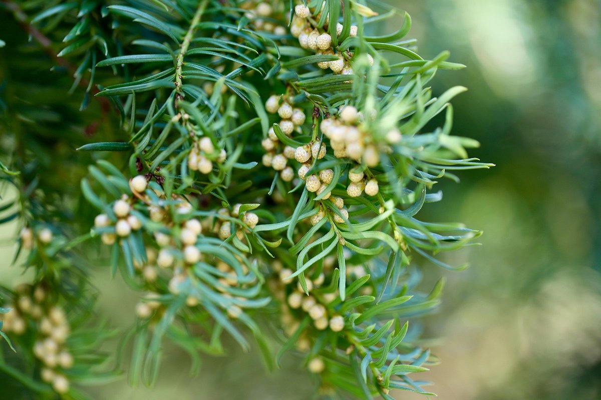 Protecting Bees from Poison Hemlock (Conium Maculatum) Threats ...