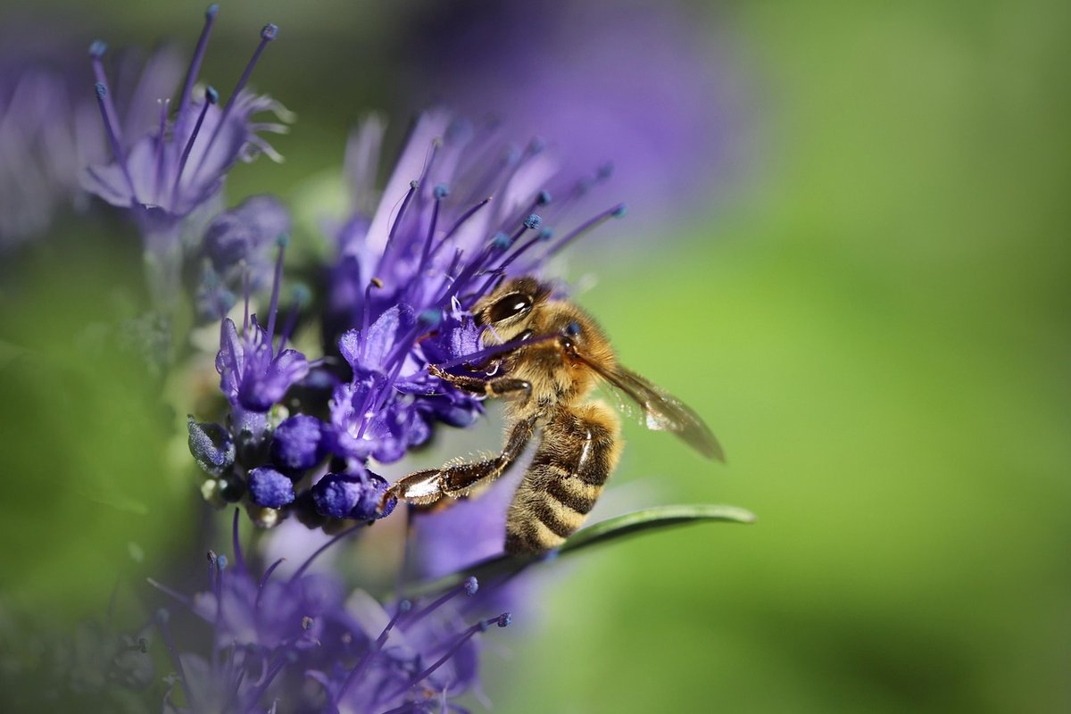 Unveiling the Bee Beard Meaning Across Cultures and Time - Beekeeper Corner