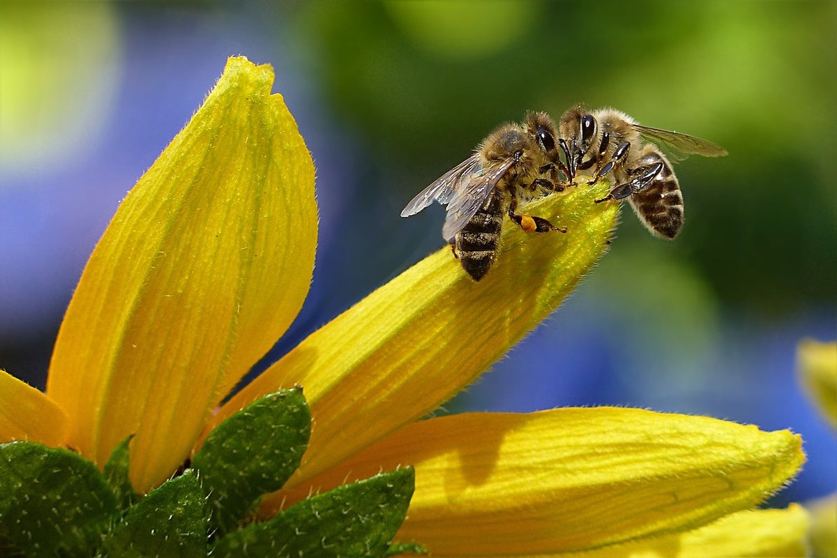 How Bees See Ultraviolet Flowers - Beekeeper Corner