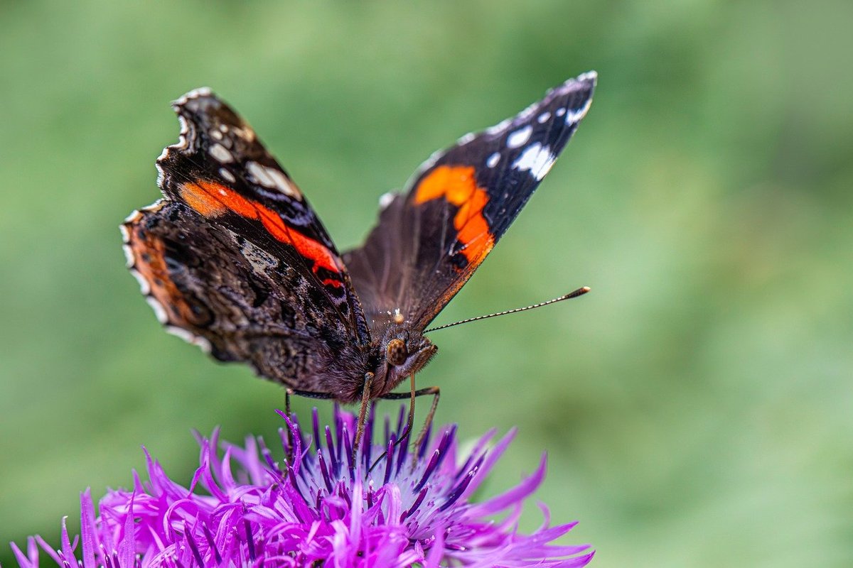 Identify Bees Wasps & Hornets: A Comprehensive Guide - Beekeeper Corner