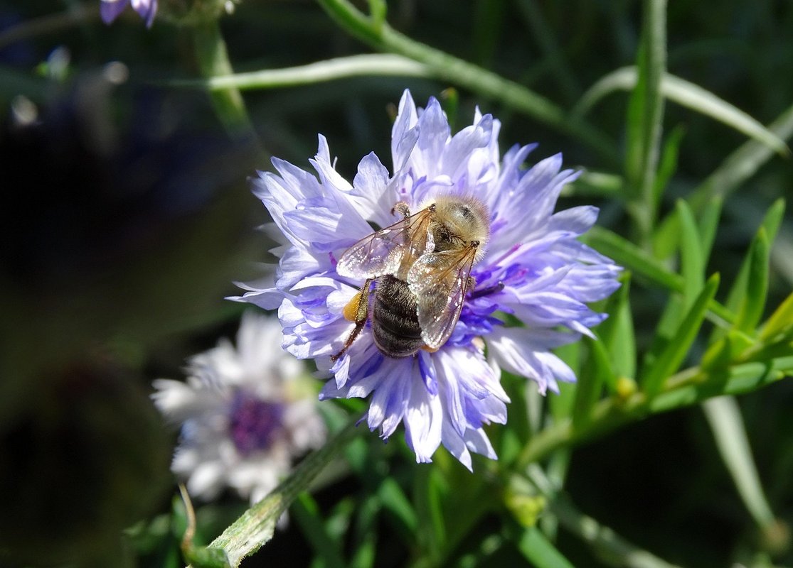 Boosting Greenhouse Crops with Bee Pollination Benefits - Beekeeper Corner