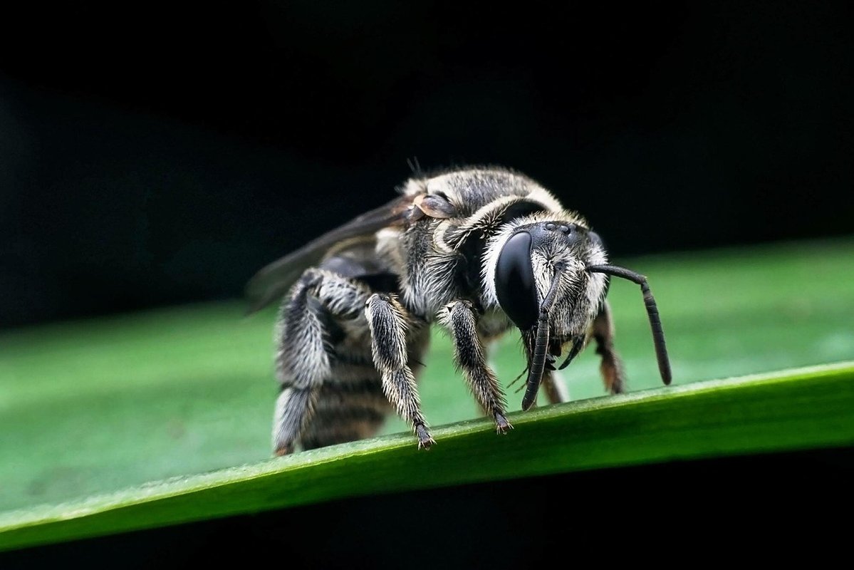 Do Honey Bees Actually Bite? Understanding Bee Behavior - Beekeeper Corner