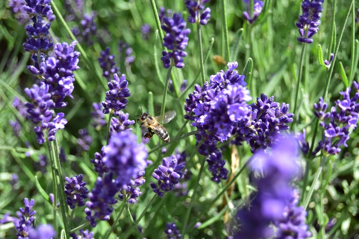 Unraveling Bee Flight Secrets: Physics and Adaptations - Beekeeper Corner