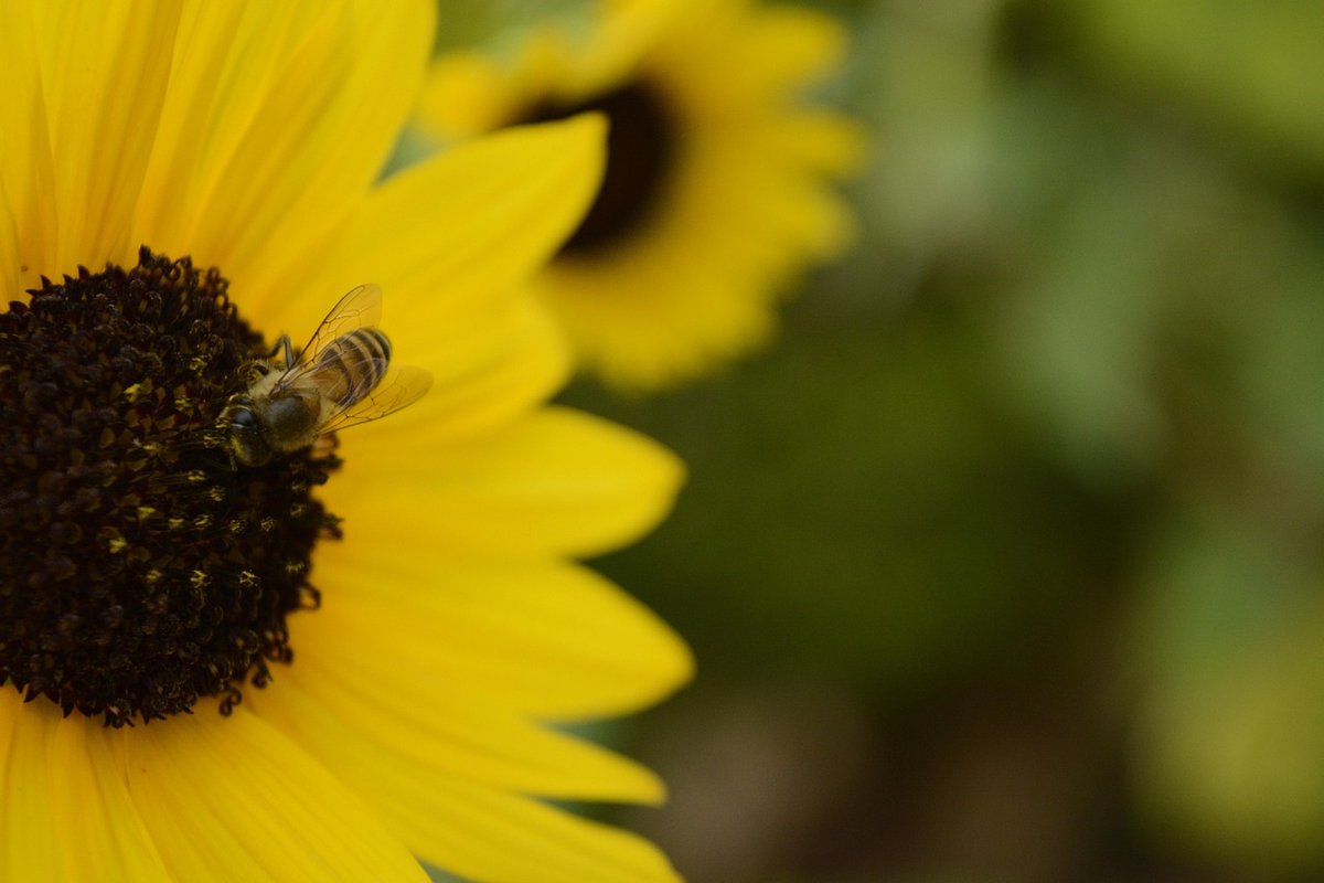 How Much Space Bees Really Need to Thrive - Beekeeper Corner