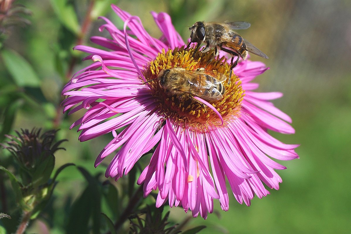 Carpenter Bees vs Bumblebees: Whats the Difference? - Beekeeper Corner