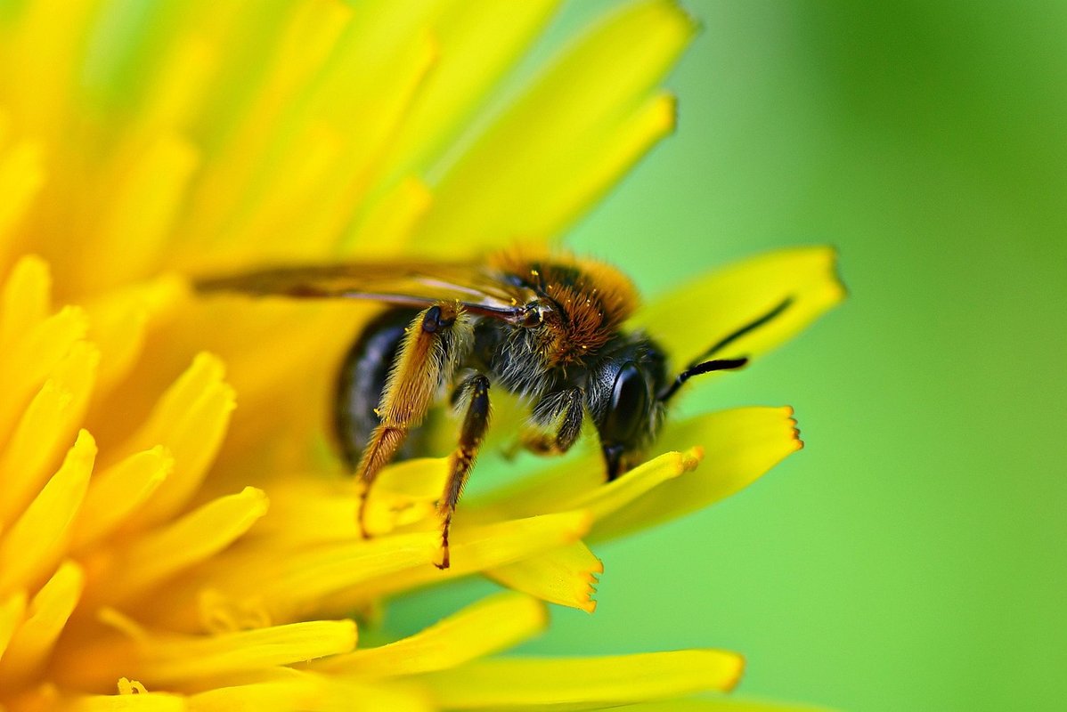 How Many Legs Does a Bee Really Have Revealed - Beekeeper Corner