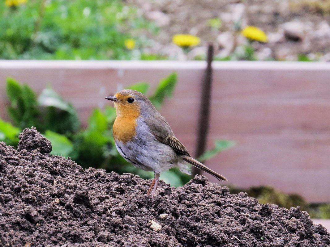 Mastering Brood Rearing Techniques for Optimal Growth - Beekeeper Corner