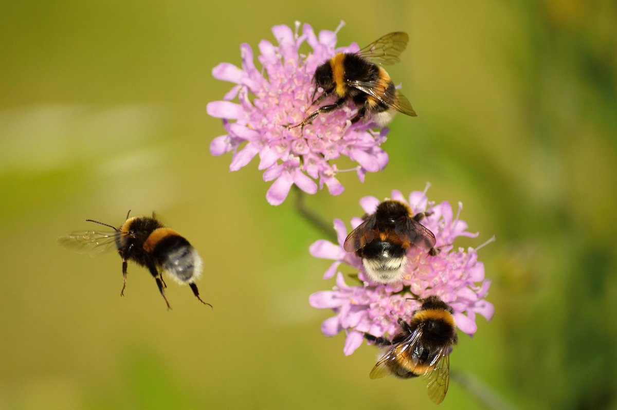 Bumble Bees Dont Produce Honey: Separating Fact from Fiction ...