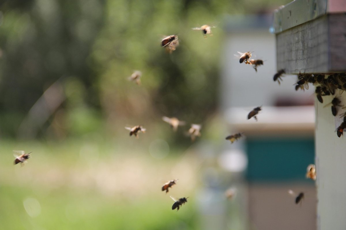 How Far Can Honey Bees Fly? Uncovering their Astonishing Abilities ...