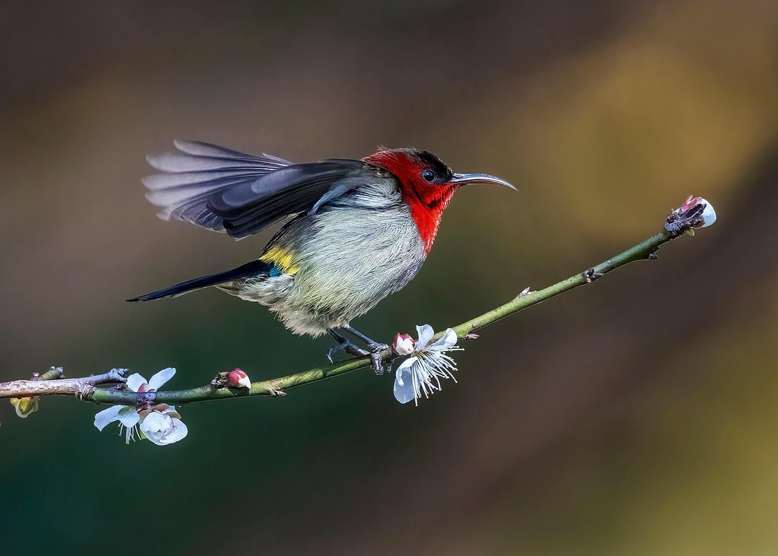 Uncovering Red Honeys Secrets: Benefits and History Revealed ...