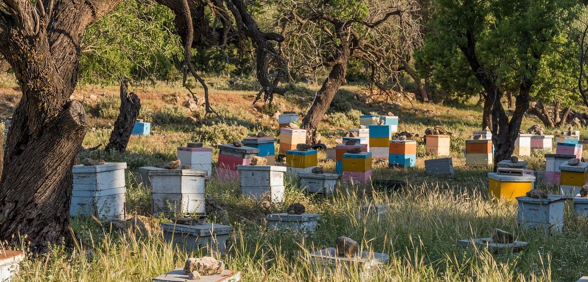 Create Bee-Friendly Landscapes with Flowering Trees - Beekeeper Corner
