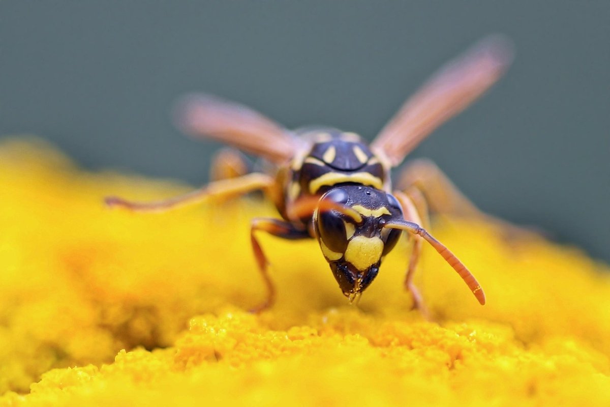 Aggressive Bees: Causes, Symptoms, and Solutions for Apiary Success ...