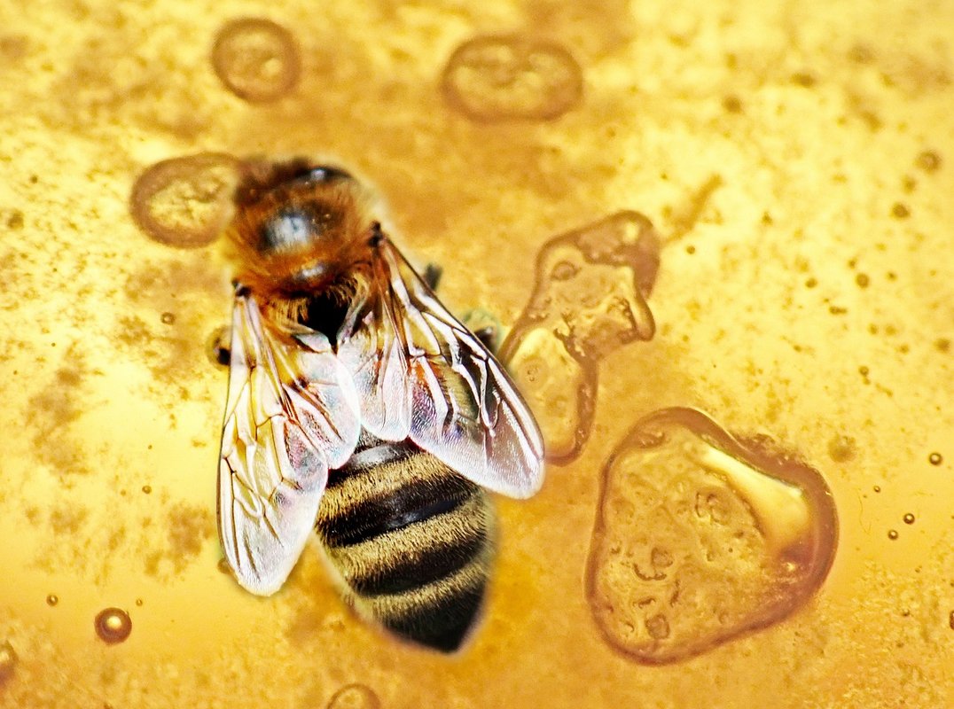 Bee Nutrition 101: Unlocking Their Secret Food Sources - Beekeeper Corner