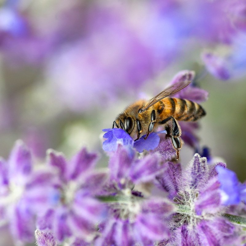 Create a Thriving Bee Forage Garden with Our Expert Guide - Beekeeper ...