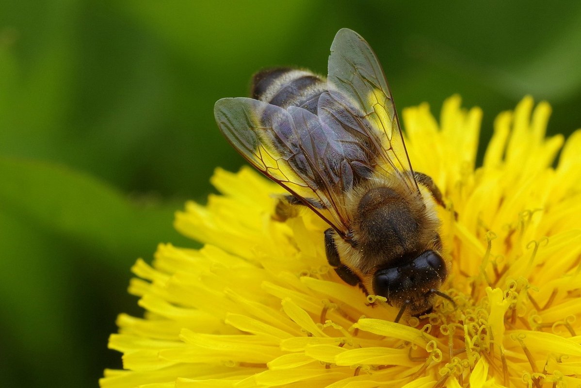 Bee Medication Essentials for Sustainable Apiculture - Beekeeper Corner