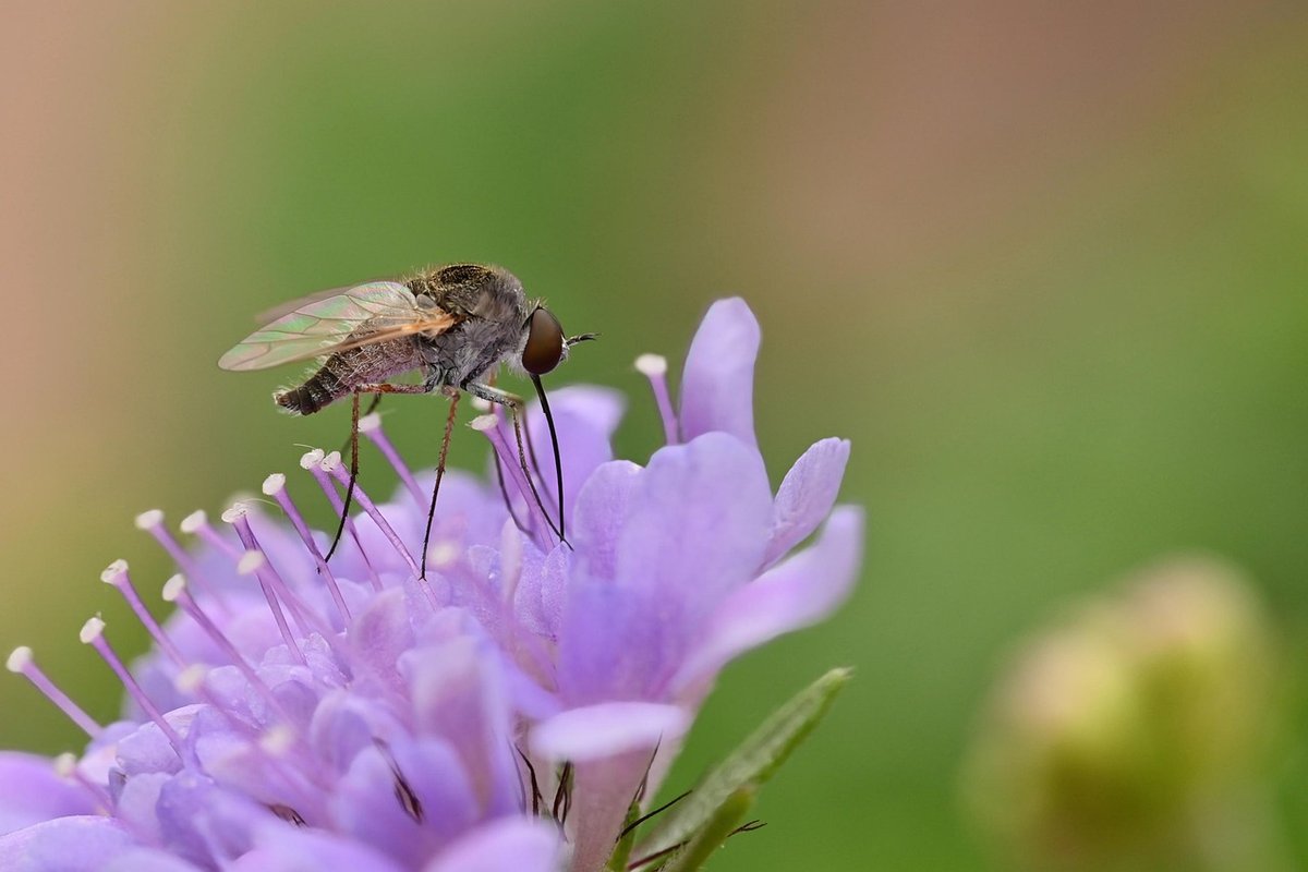 Tell Bees from Flies: Key Differences Revealed - Beekeeper Corner