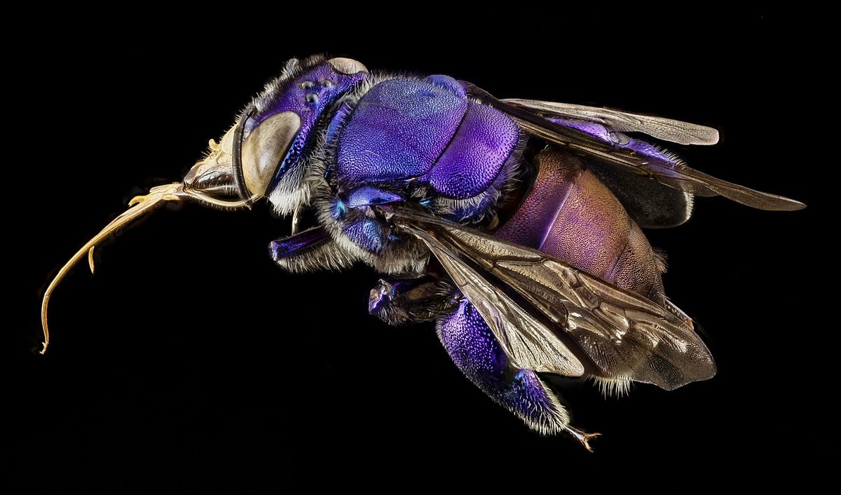 Unveiling the Elusive Giant Iridescent Bee-Like Insect - Beekeeper Corner
