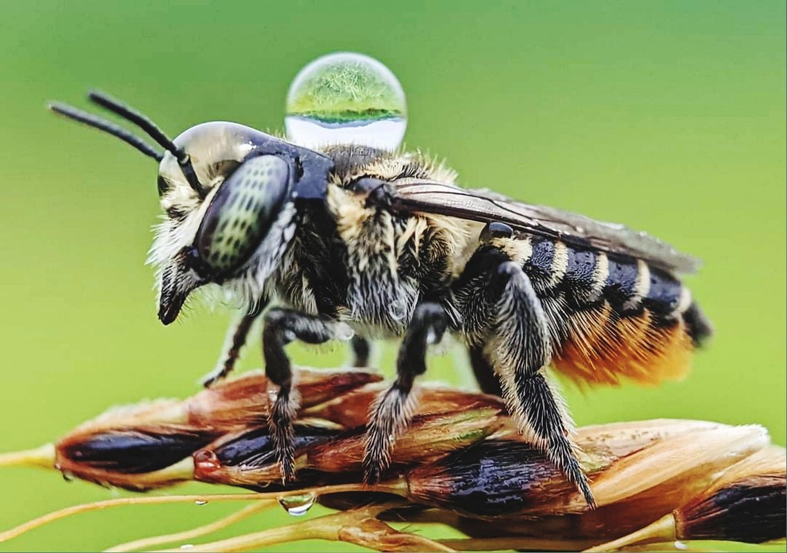 Uncovering Bee Secrets: Do Bees Really Have Ears? - Beekeeper Corner