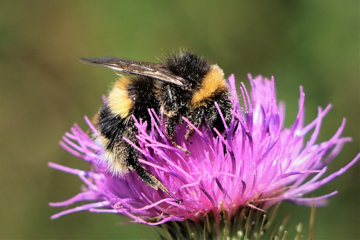 Bumble Bees in Crisis: Decline and Conservation Efforts - Beekeeper Corner